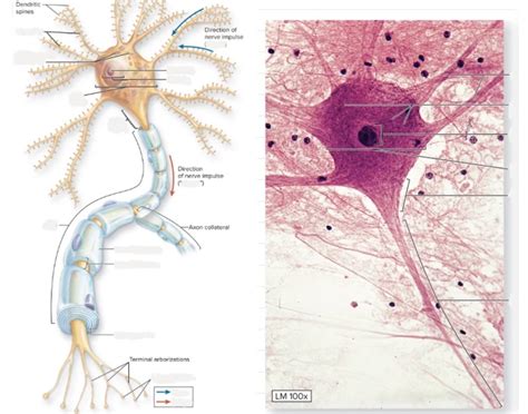 Neuron Composition Labeling Quiz