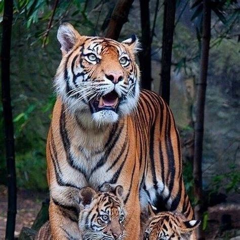 Тигр и тигрица 70 фото