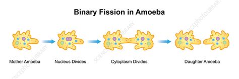 Amoeba Binary Fission Illustration Stock Image F042 7838 Science Photo Library