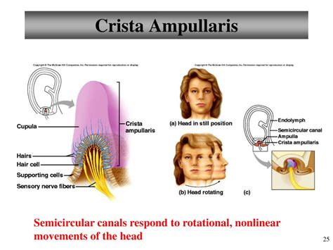 Ppt Sensory Receptors Overview Physiology And Function Powerpoint