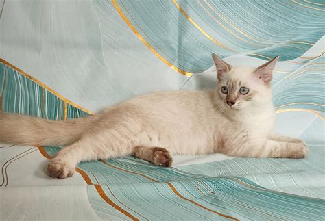 help me name my cat a present from my mom for my birthday r namemycat