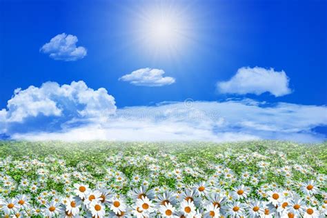 Поле цветков и облаков маргаритки на ясном голубом небе Стоковое
