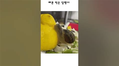 레몬 먹은 달팽이 Youtube