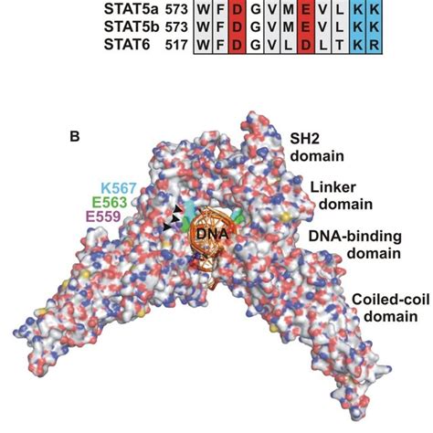 A Modular Domain Structure Of Stat1 And Sequence Alignment Of The Download Scientific Diagram