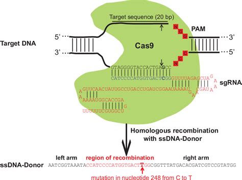 Table 1 From Crispr Cas9 Sgrna Mediated Targeted Gene Modification