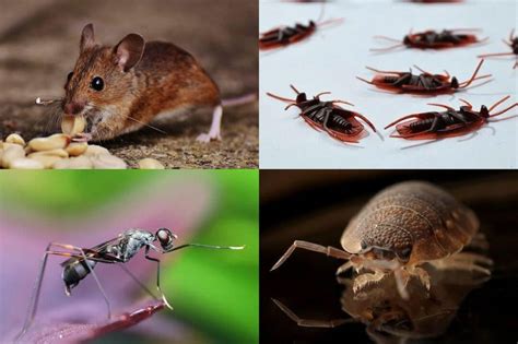 9 Mistakes Indianapolis Homeowners Make When Dealing With Pest