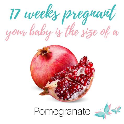 17 Weeks Pregnant Fetus Size