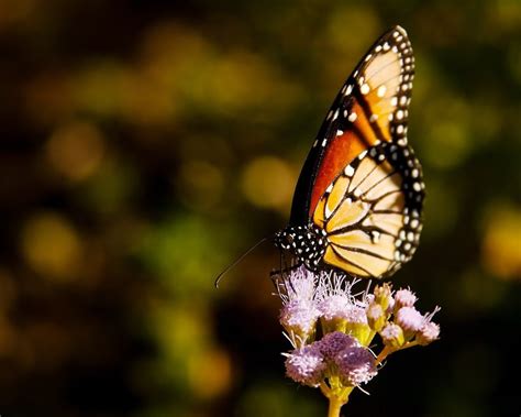 Wallpaper Nature Grass Wings Insect Flying Wildlife Flower Flora Fauna Close Up