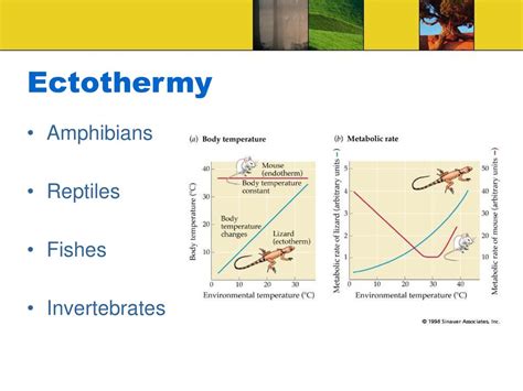 Introduction To Biology Ii Ppt Download