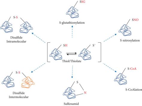 Cysteine Oxidation Is The Site Mainly Described For Redox Signaling Download Scientific