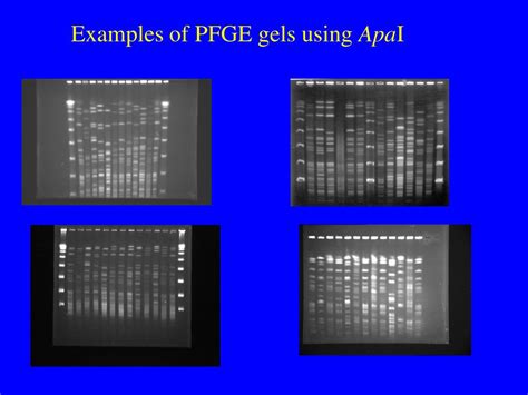 Ppt Problems With Multi Resistant Acinetobacter Spp Powerpoint Presentation Id 223757