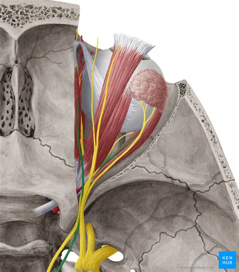Cranial Nerve 4 And 6 Trochlear Nerve And Abducent Nerve Kenhub