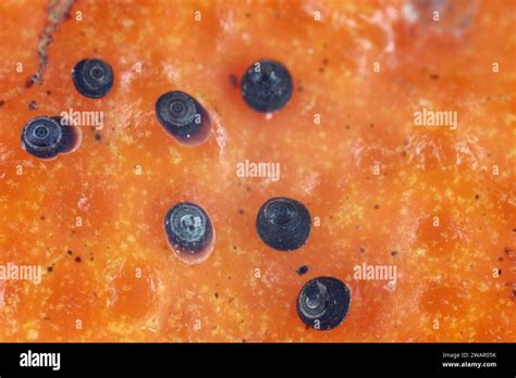 Egyptian Black Scale Chrysomphalus Aonidum Known Also As Florida Red