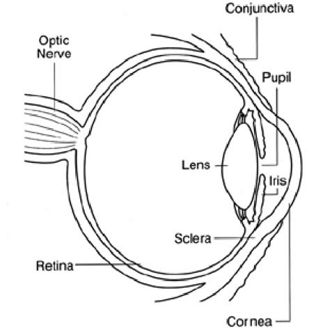 Figure 1 From Optical Biometry Using Partial Coherence Interferometry Prior To Cataract Surgery