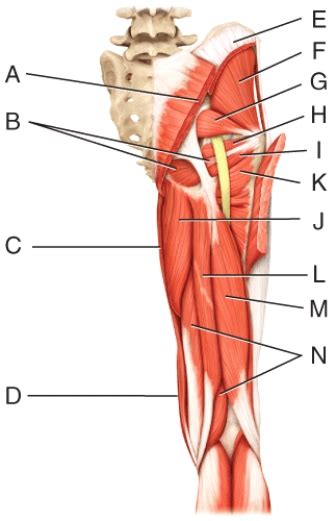 Which Three Muscles Make Up The Hamstring A L M N B E F G C H I J D I J K E A B C