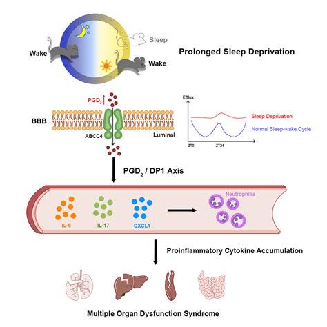 Cell Prolonged Sleep Deprivation Induces A Cytokine Storm Like Syndrome In Mammals Immune