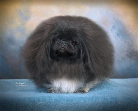 Meet Balooa Blue Pekingese I Love The Asian Breedsan