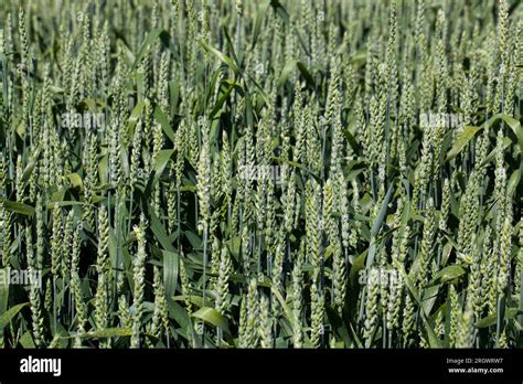 Wheat Field With Green Immature Rye Plants Agricultural Field With Green Rye Cereals Stock