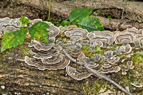 Fungus Growth Images Free Download On Freepik