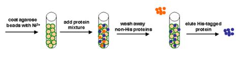 Module 2 Day 6 Characterize Protein Expression Laboratory