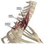 Scalene Muscles Its Attachments And Actions Yoganatomy
