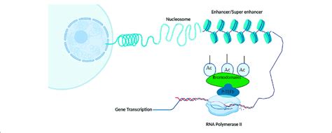 P Tefb Complex Associated Gene Transcription Bet Bromodomain Download Scientific Diagram