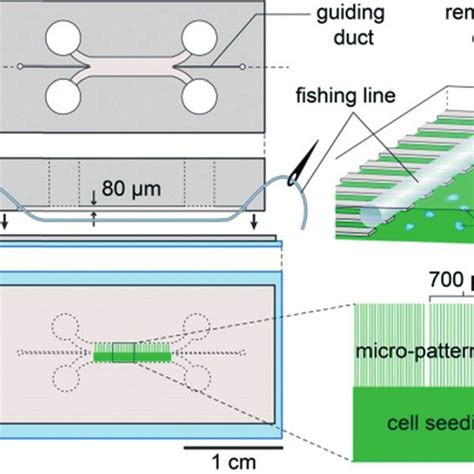 Scheme For The Preparation Of The Three Different Substrates And