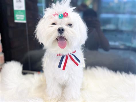 말티즈 구름 화이트유기묘분양사이트 실버포메라니안분양 실버말티푸분양 실버푸들분양 실버먼치킨분양 실버랙돌분양 실버브리티쉬숏헤어분양 실버스코티쉬폴드분양 실버러시안블루분양 실버