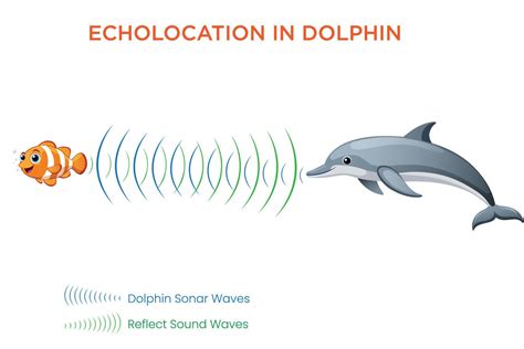 How Dolphins Use Echolocation Natures Sonar For Navigation And Hunting 52931513 Vector Art At