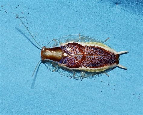 Pretty Cockroach Mandalay Rainforest Airlie Beach P1260631 Flickr
