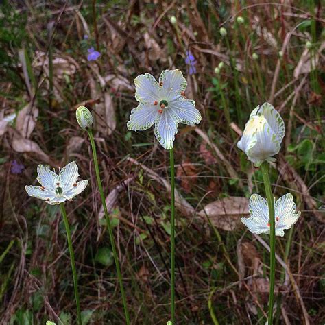 Florida Invasive Florida Invasive Species Council