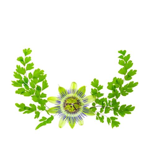 Spiral Leaf Design — Stock Vector © Cteconsulting 3984458