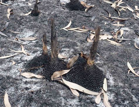 Forest Recovery A Case Study Atlas Of Life