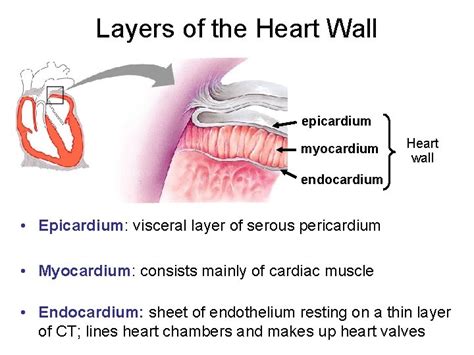 Lab 5 The Heart And Blood Histology Mediastinum