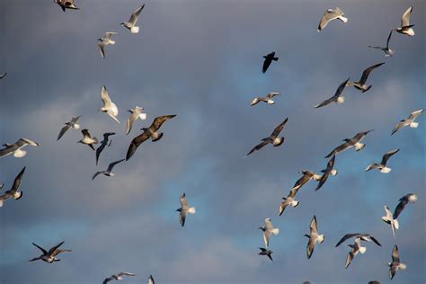 What Happens When A Bird Gets Lost On Migration Bird