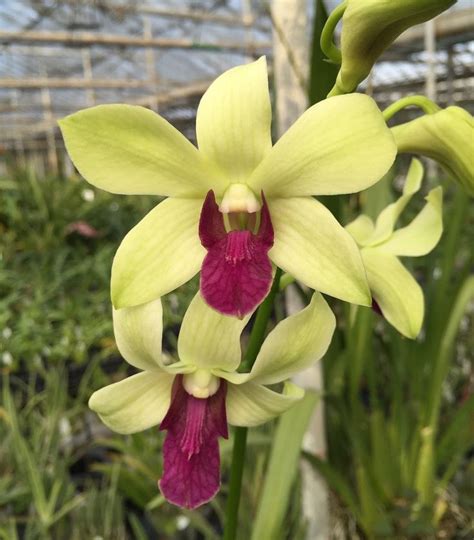 Dendrobium Woo Leng Loan Sudharta X Yong Kok Wah Orchid