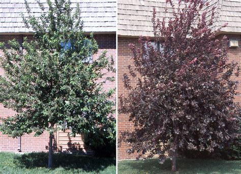 Prunus Virginiana Schubert Select