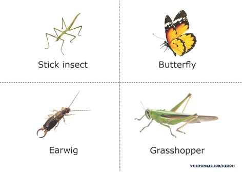 Classifying Insects Whizz Pop Bang Blog