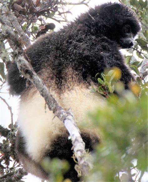 Propithecus Edwardsi Milne Edwards Sifaka — Coke Smith Wildlife