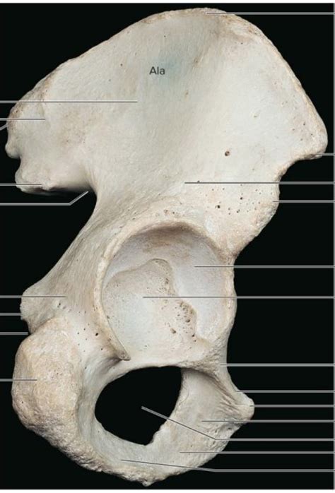 Pelvic Bones Diagram Quizlet
