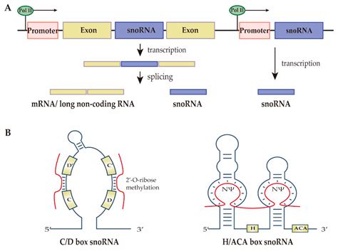 Small Nucleolar Rnas And Their Comprehensive Biological Functions In Hepatocellular Carcinoma