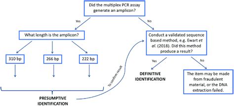 Identification Key To Interpret The Results Of The Multiplex PCR Assay Download Scientific