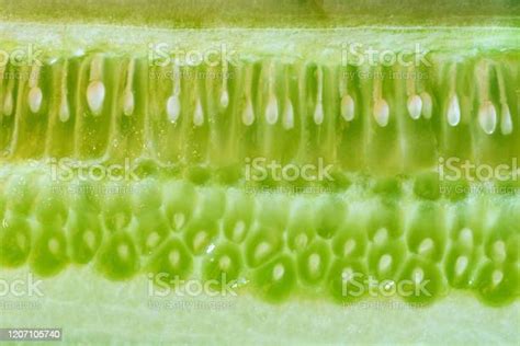 반으로 자른 녹색 익은 오이의 매크로 사진 씨앗과 내부 추상 배경입니다 반면에 대한 스톡 사진 및 기타 이미지 반면 오이 0명 Istock
