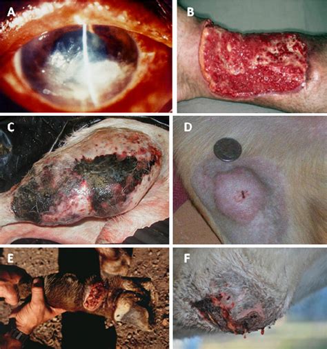 Panels A D Show Clinical Features Of Infections Caused By Pythium Download Scientific Diagram