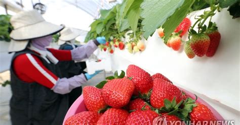 빨갛게 잘 익은 설향 딸기