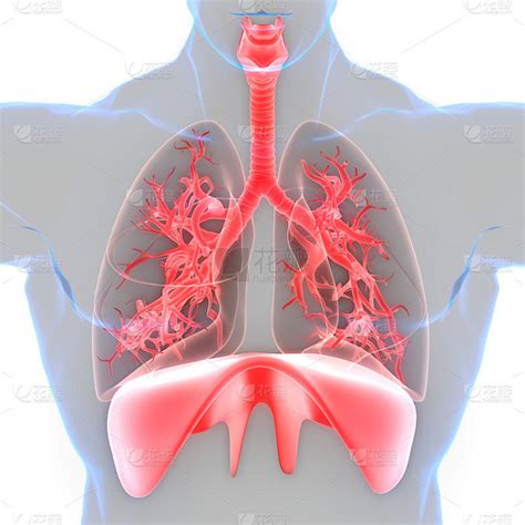 人体呼吸系统解剖学