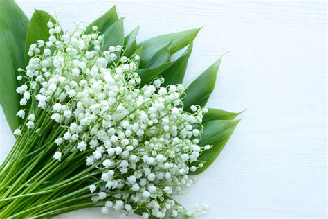 계곡의 백합 하얀 나무 테이블에 첫 번째 봄 꽃의 무리 상위 뷰 3월 8일 여성의 날 어머니의 날 생일에 엽서에 대 한 아름 다운 꽃 배경 은방울꽃에 대한 스톡 사진 및