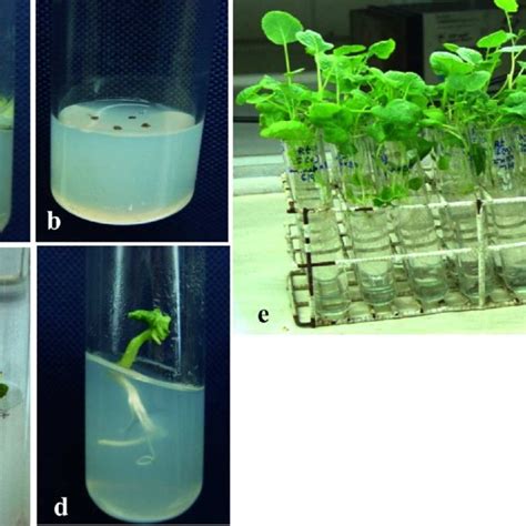 Sequential Ovary And Embryo Culture To Obtain Interspecific Hybrids