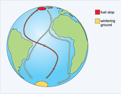 Arctic Tern Migration Pattern