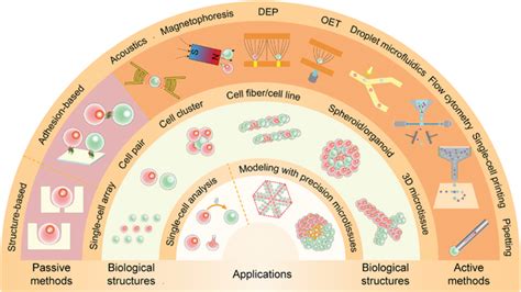 An Overview Of Biological Structures Based On Single‐cell Technologies Download Scientific